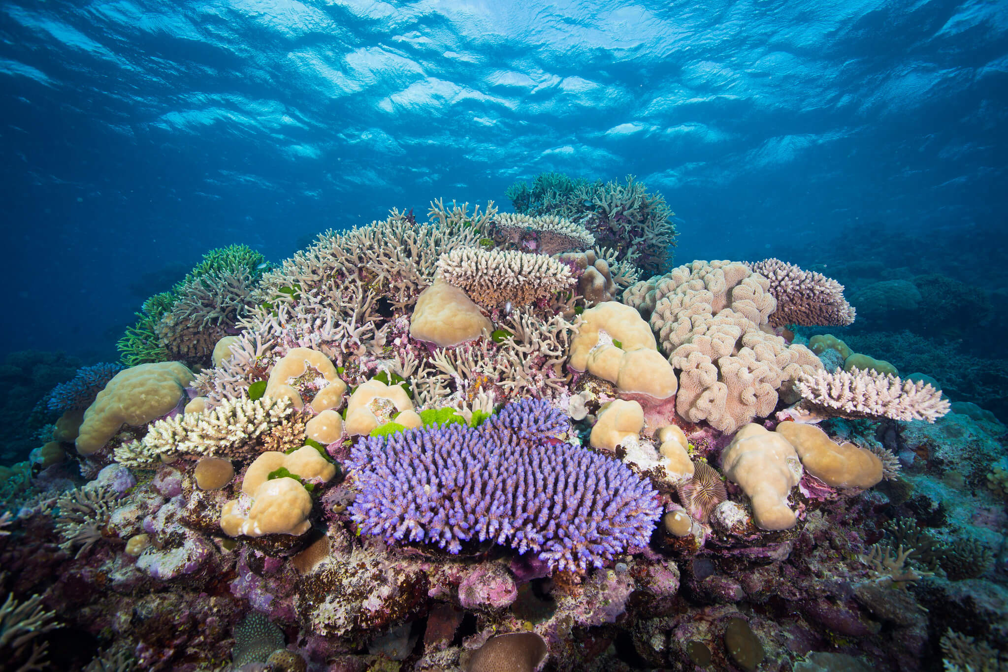 TTT Summer 2024 - Reef Still Facing ‘In Danger’ - Australian Marine ...