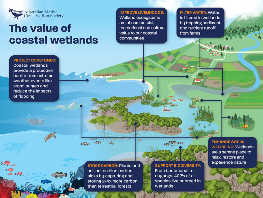 Coastal Wetlands - Australian Marine Conservation Society Coastal Wetlands - Australian Marine Conservation Society