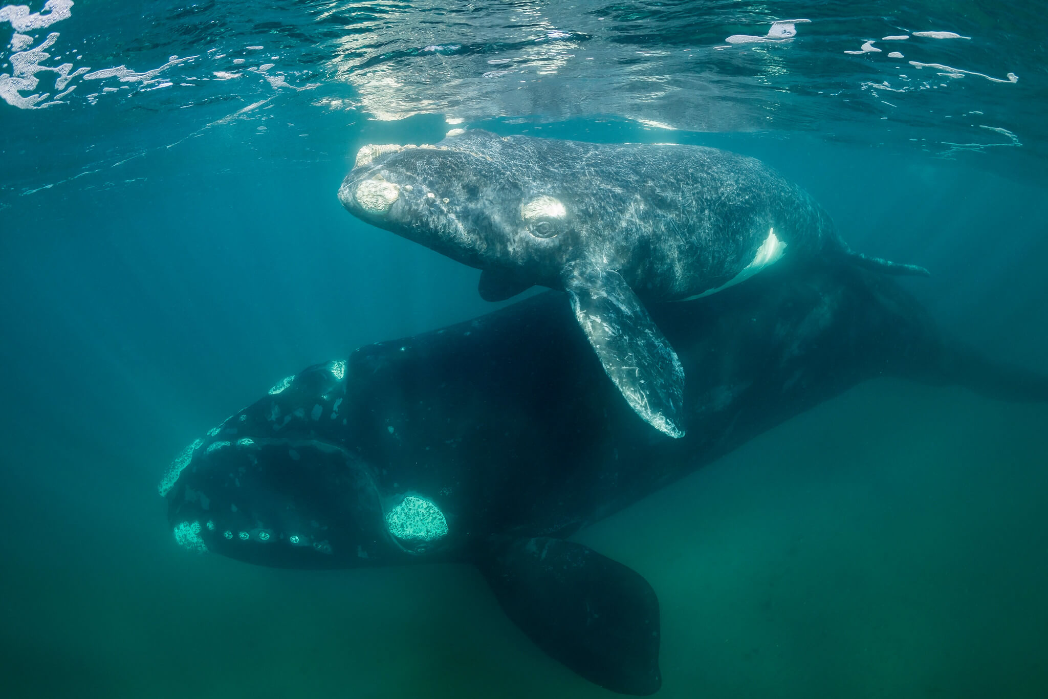 What is the EPBC Act and how is it meant to protect our marine wildlife ...