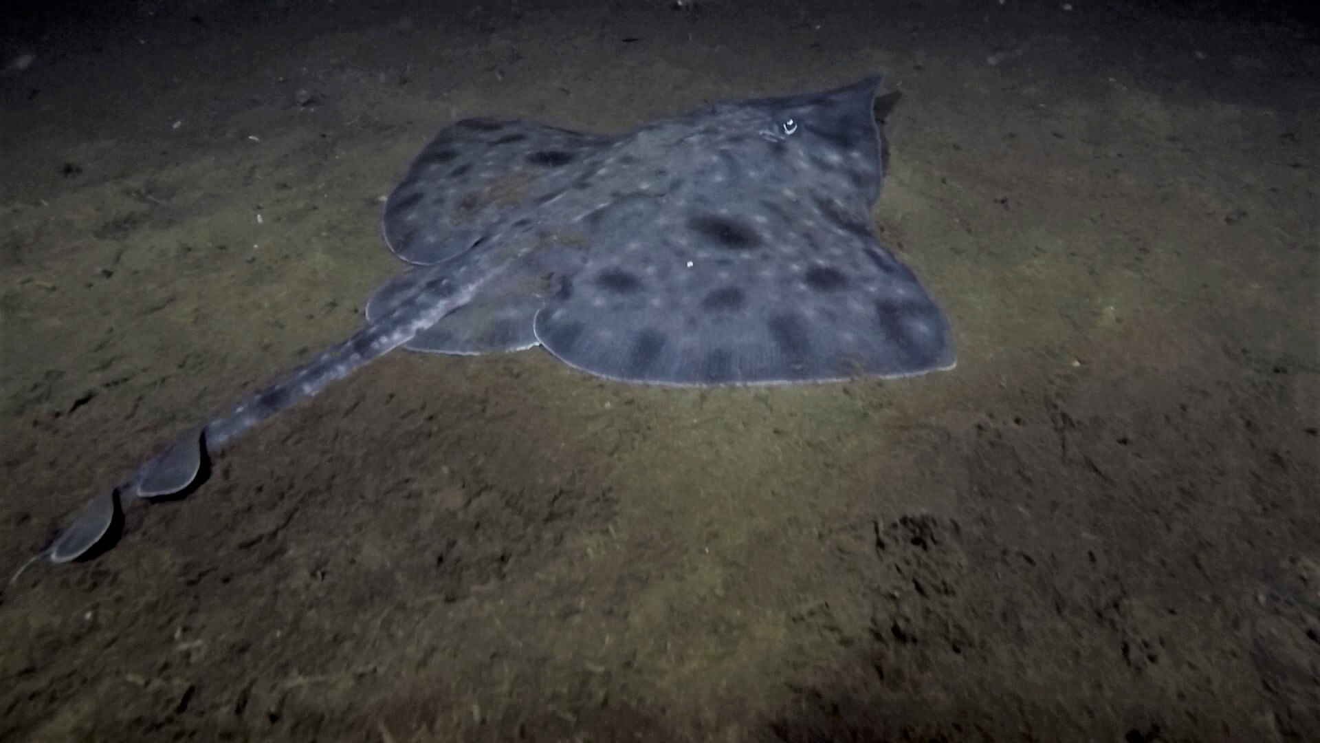 Maugean skate (Zearaja maugeana) - Australian Marine Conservation Society