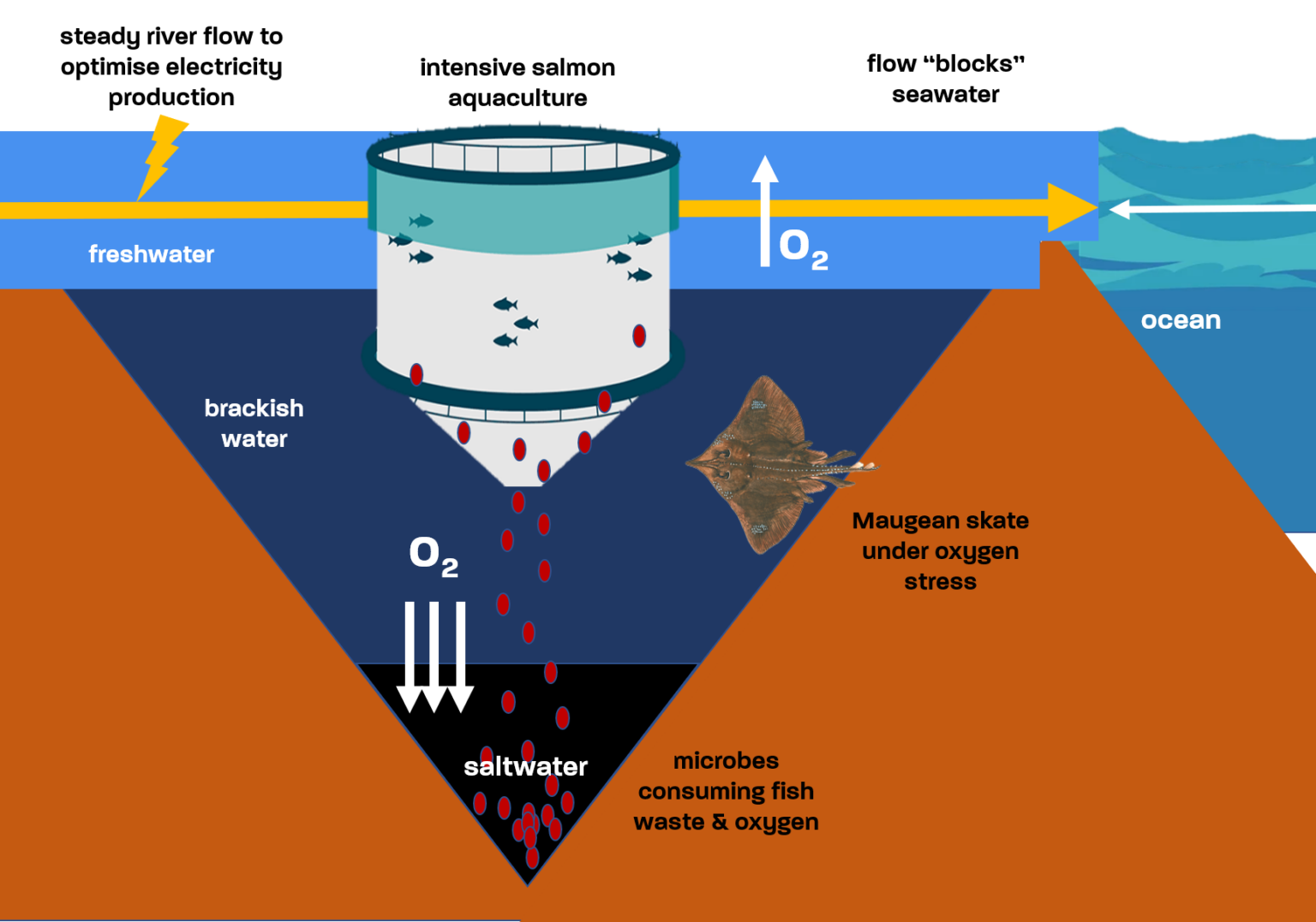 Maugean skate (Zearaja maugeana) - Australian Marine Conservation Society