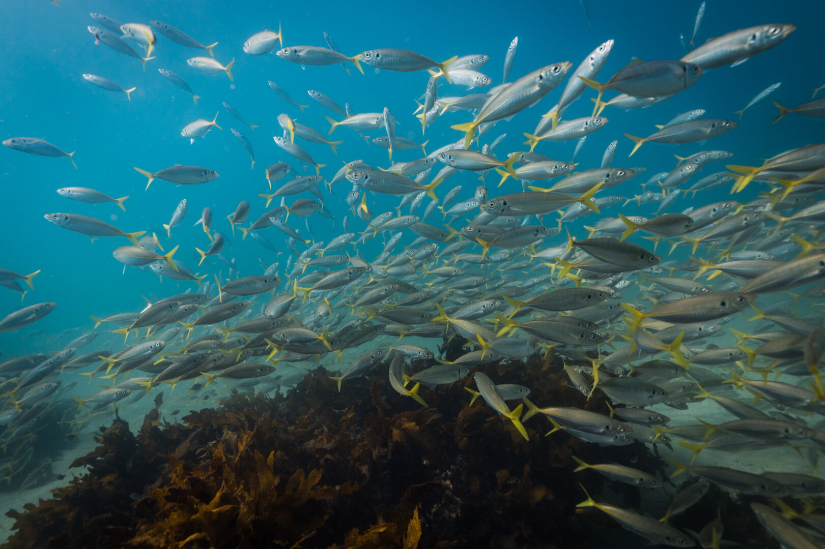 Report: Creating a world class marine protected area system in NSW