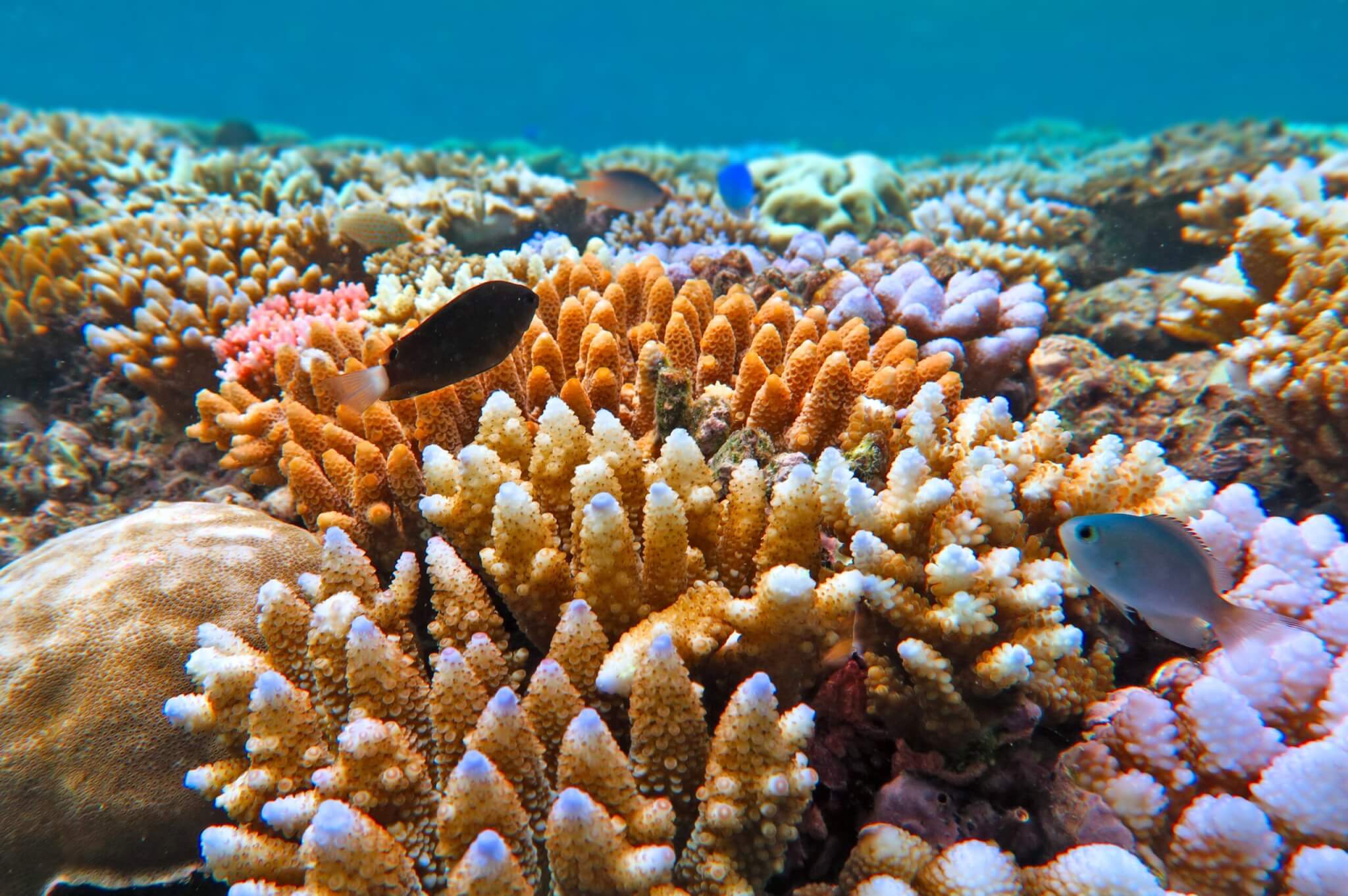 Queensland’s new emissions reduction target big step to protect Reef ...
