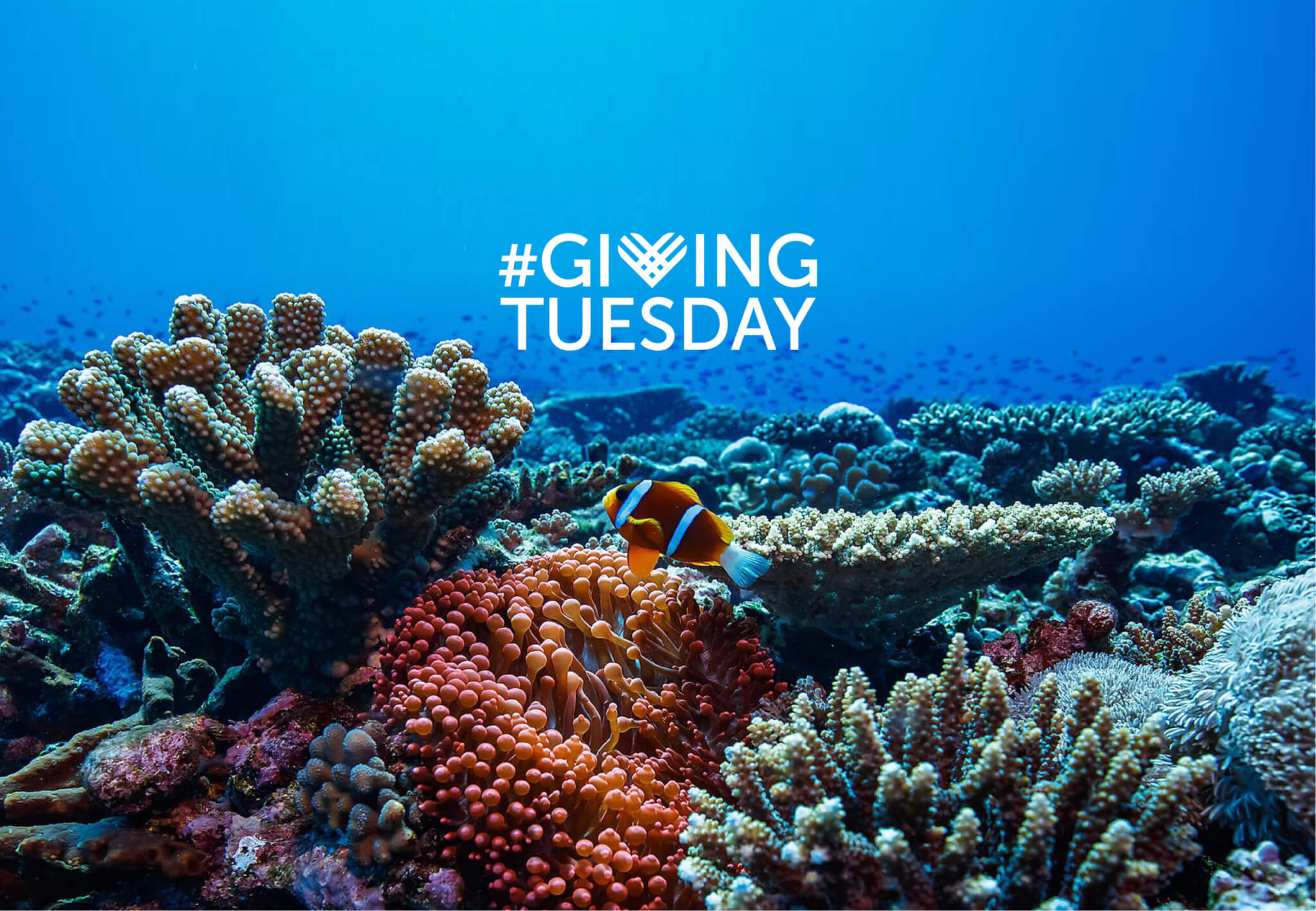Donate to Giving Tuesday - Australian Marine Conservation Society