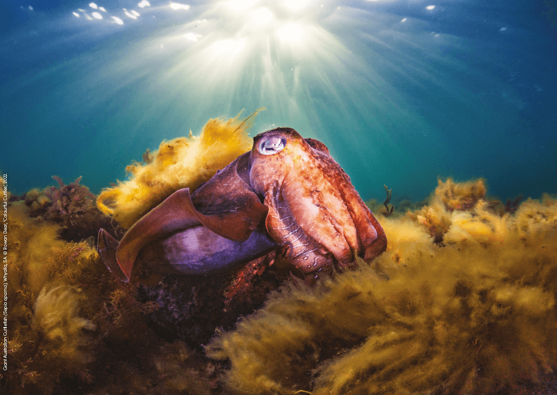 TTT Summer 2024 - Creature Feature Cuttlefish - Australian Marine ...