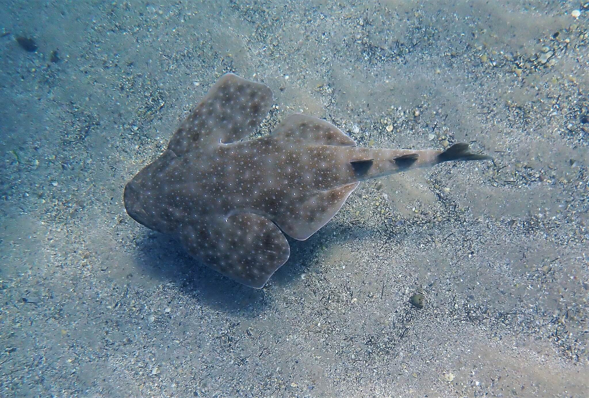TTT Summer 2024 - Endemic Sharks Report - Australian Marine ...