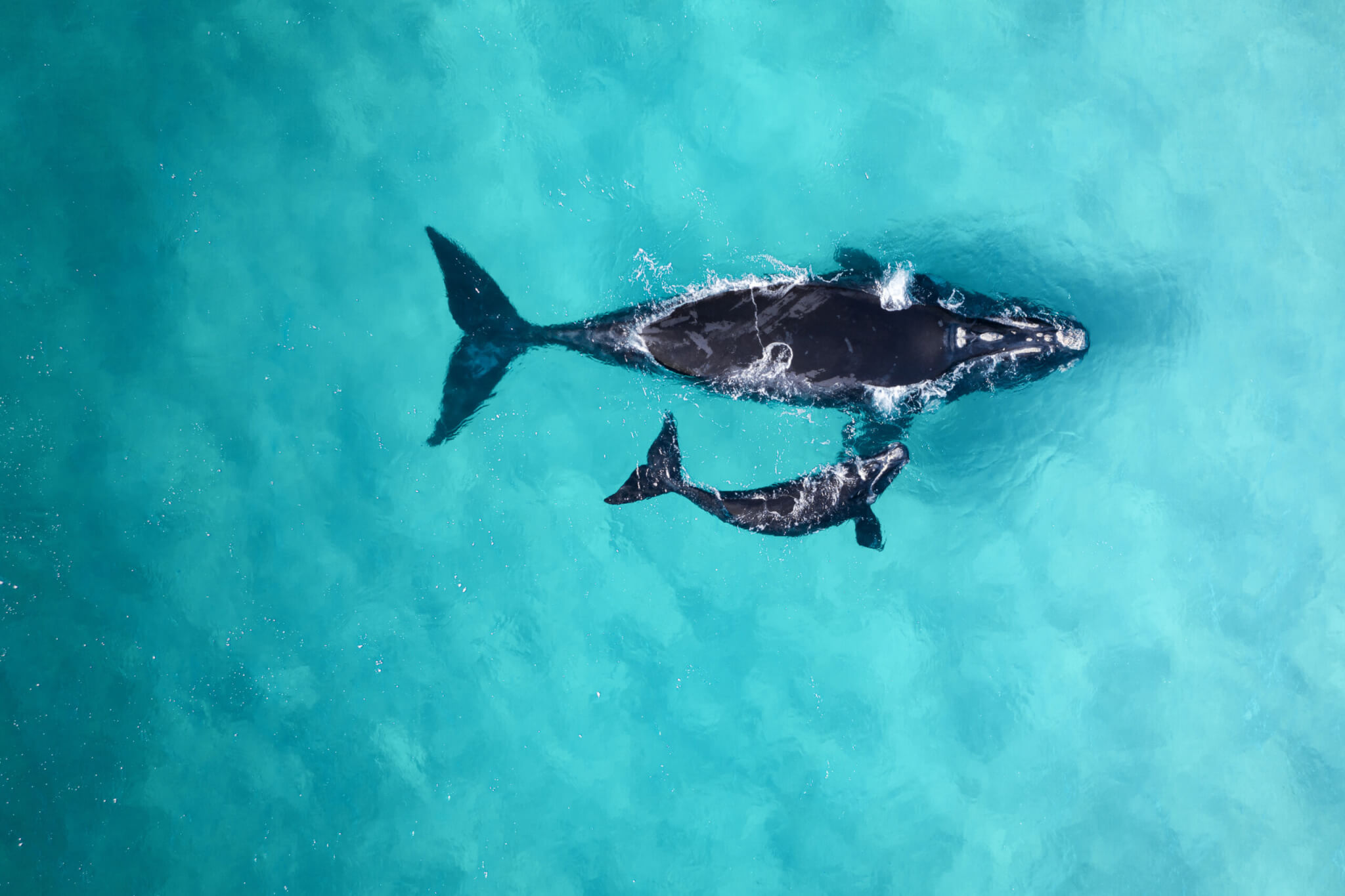 Protect endangered whales: Demand a seismic blasting moratorium