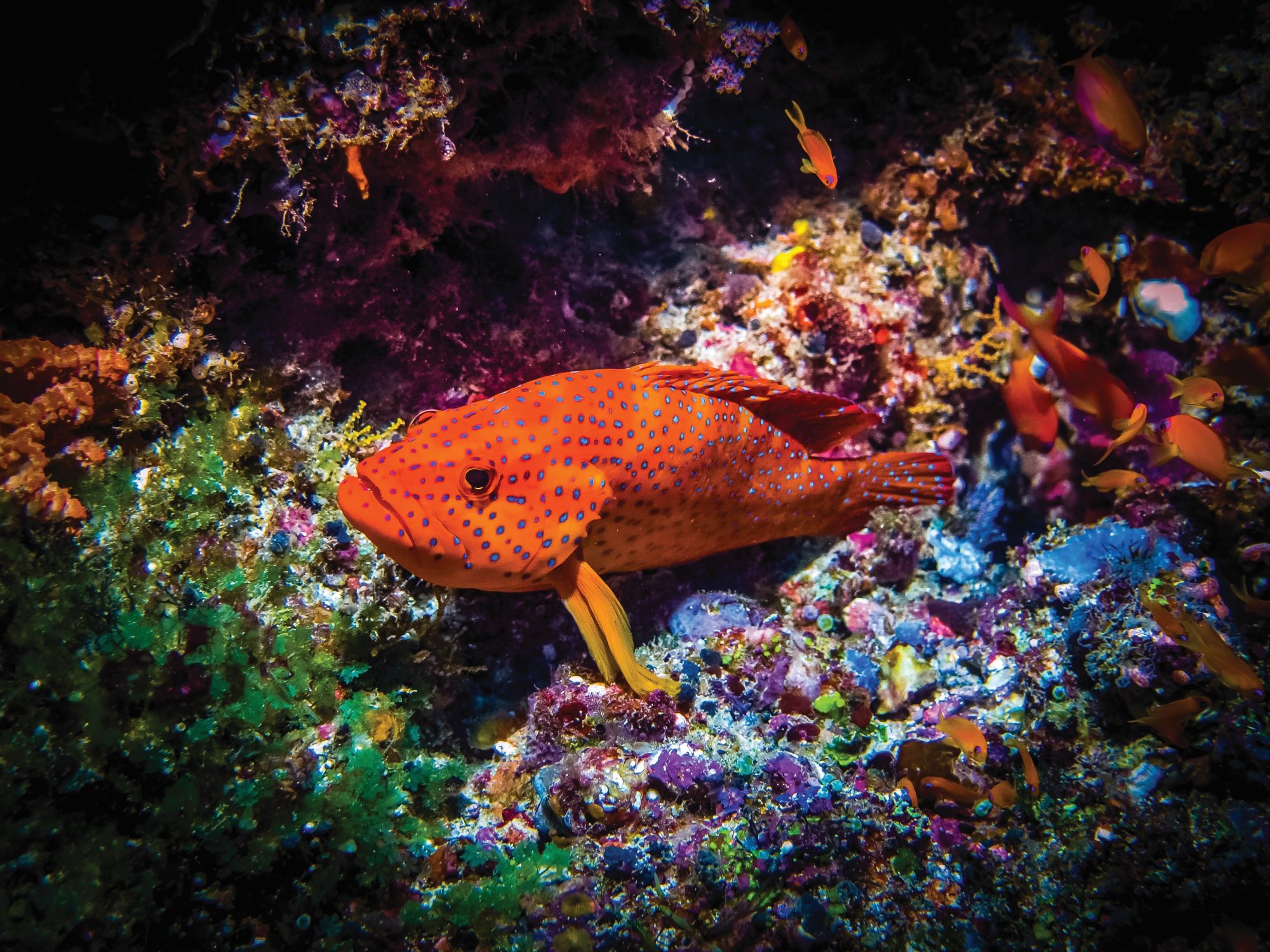 Help save our protected marine life this Easter by choosing sustainable ...