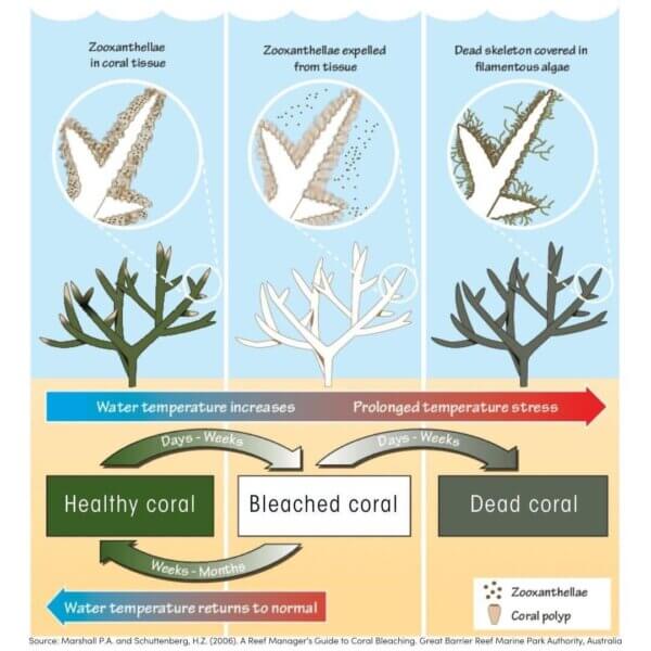 What is Coral Bleaching and What Causes It - Fight For Our Reef