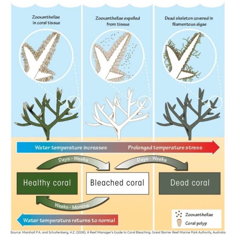 What is Coral Bleaching and What Causes It - Fight For Our Reef