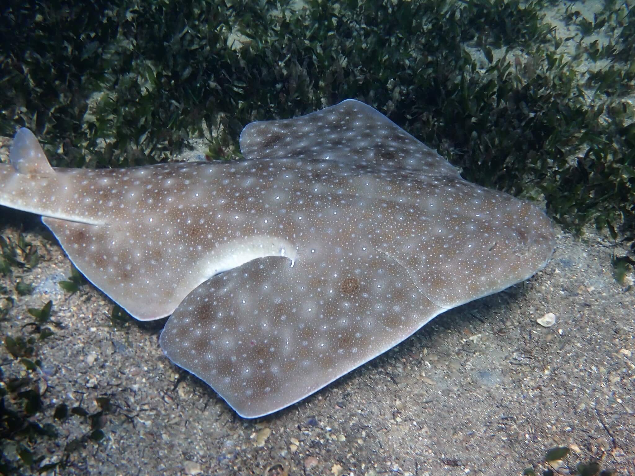 Australia needs to better protect its threatened sharks and rays: new ...
