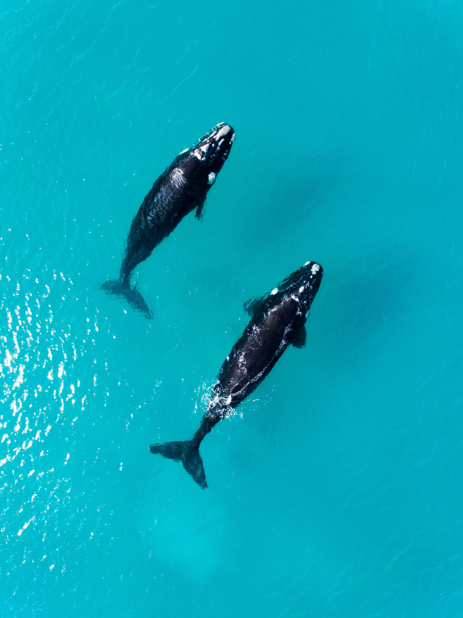 Seismic blasting proposal rejected in major win for whales and coastal ...