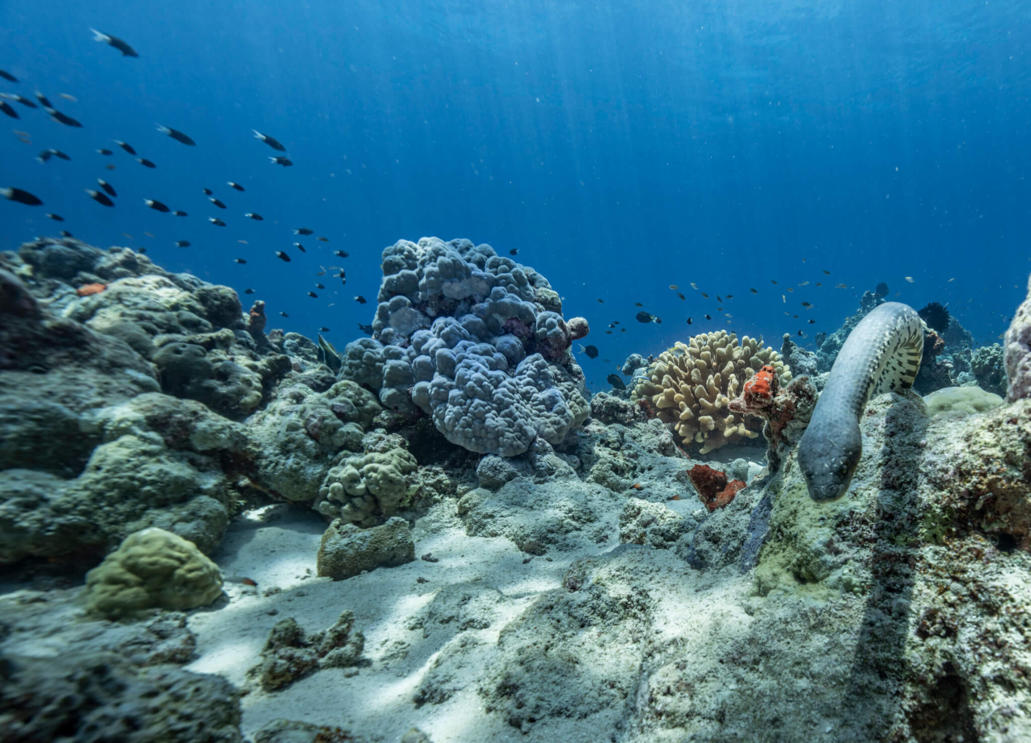 Tim Winton, John Butler & scientists visit spectacular Scott Reef to ...