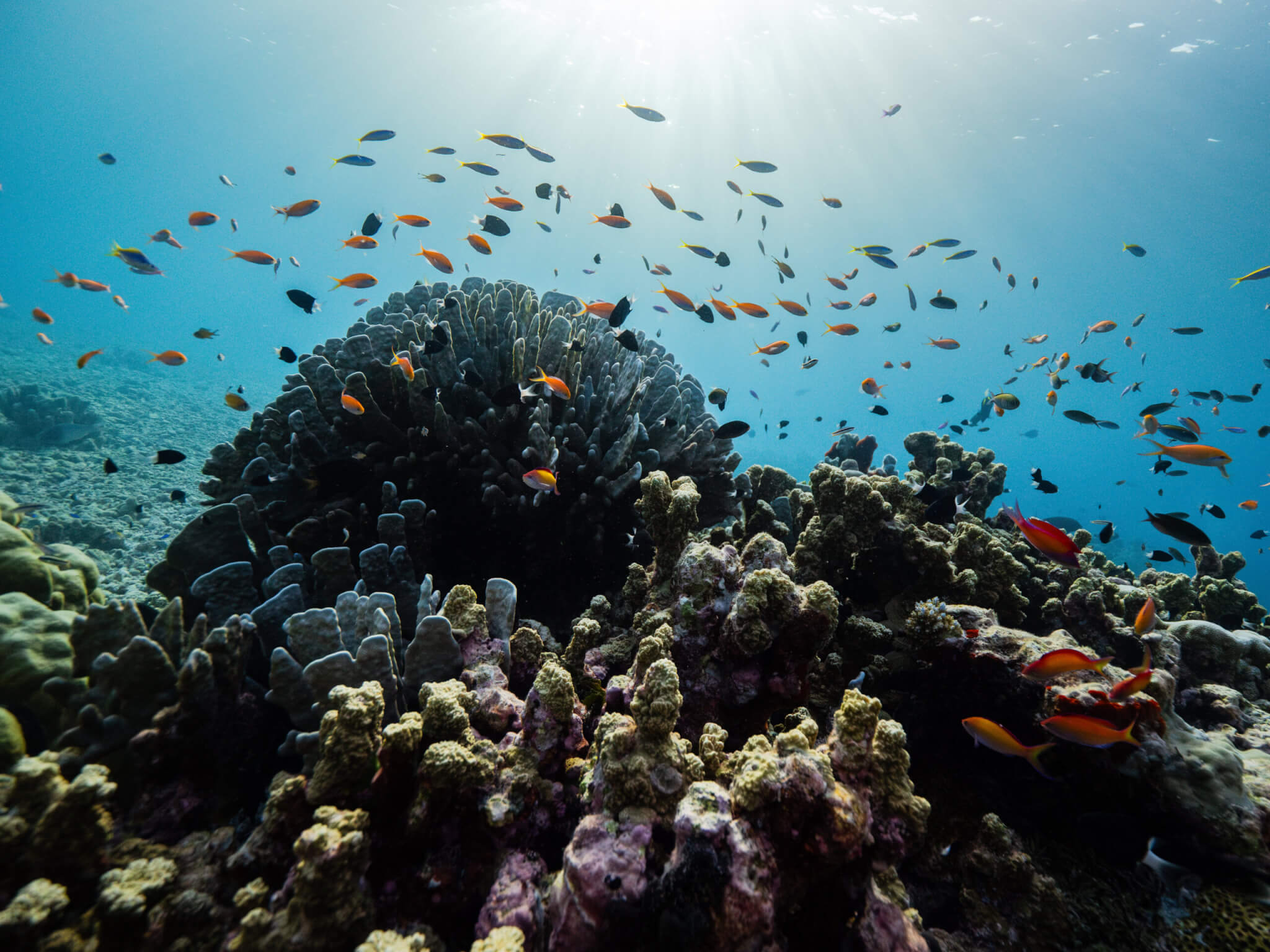 Save Scott Reef: Stop Woodside’s Browse gas drilling proposal ...