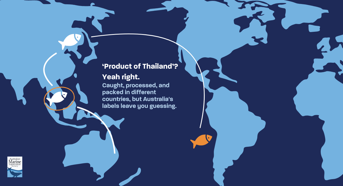 Transparency and traceability in fisheries - Australian Marine ...