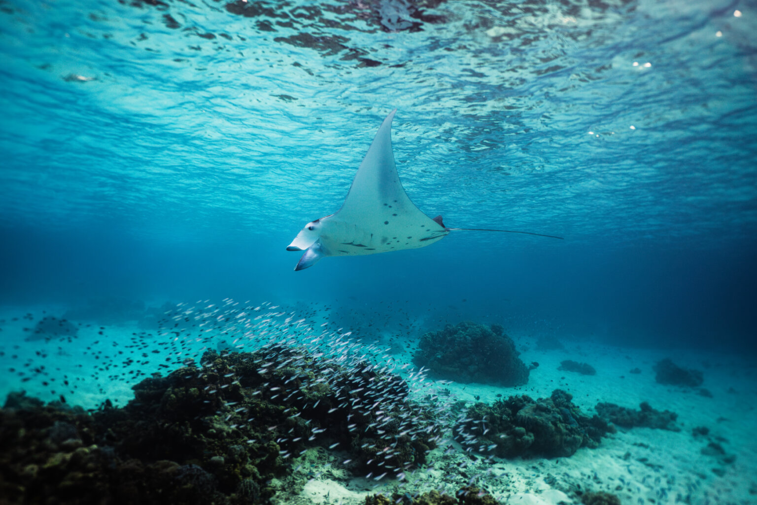 Fighting Woodside on a boat with Tim Winton and John Butler ...