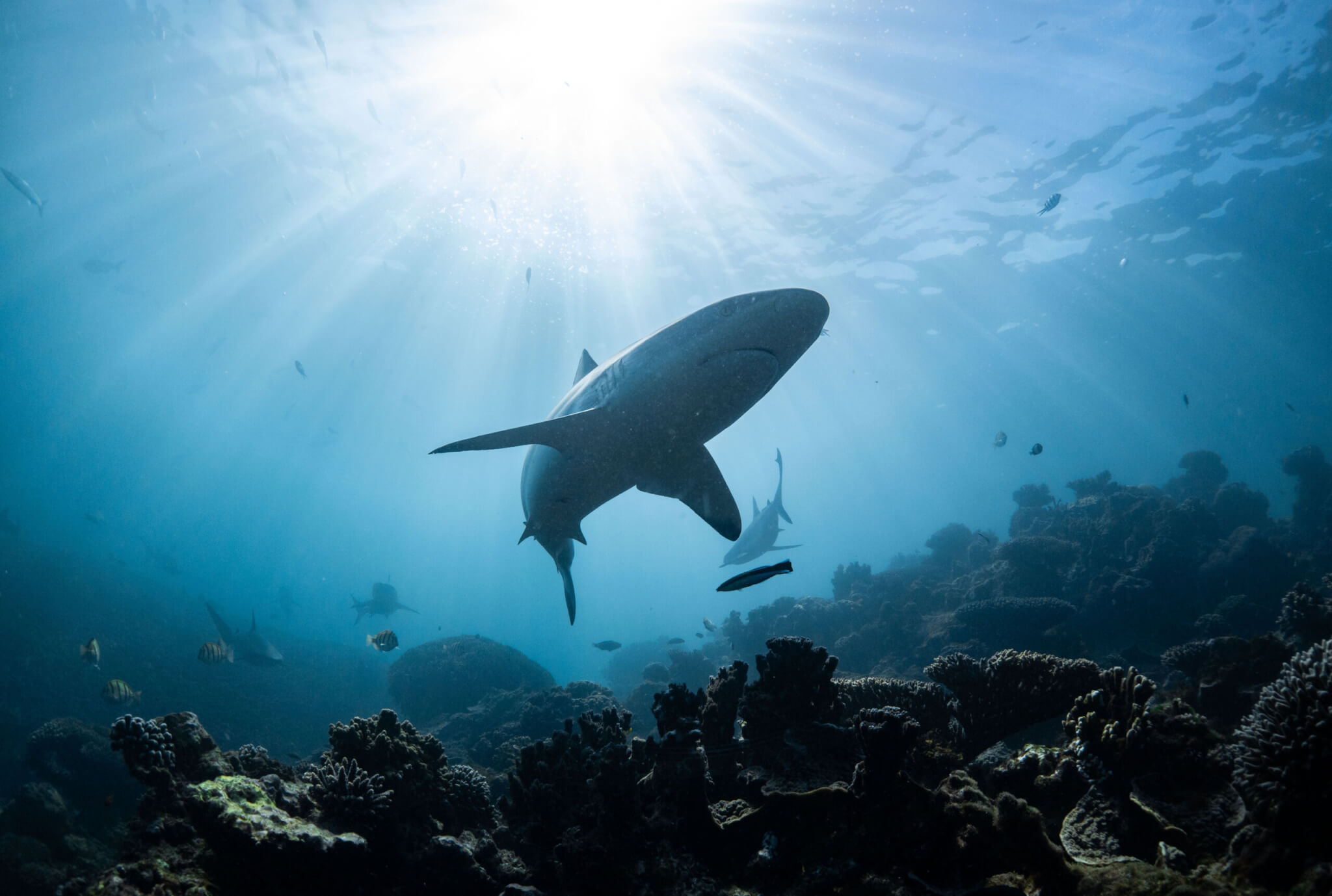 Are There Really More Sharks?