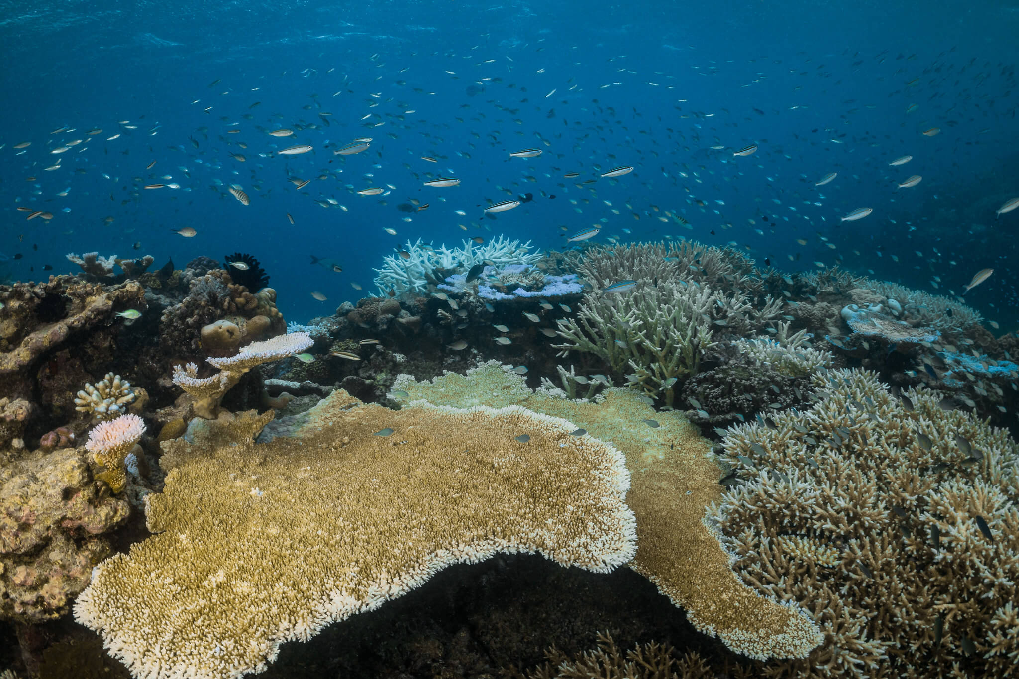 New report confirms worst annual coral declines on record: governments must act now to save the ...