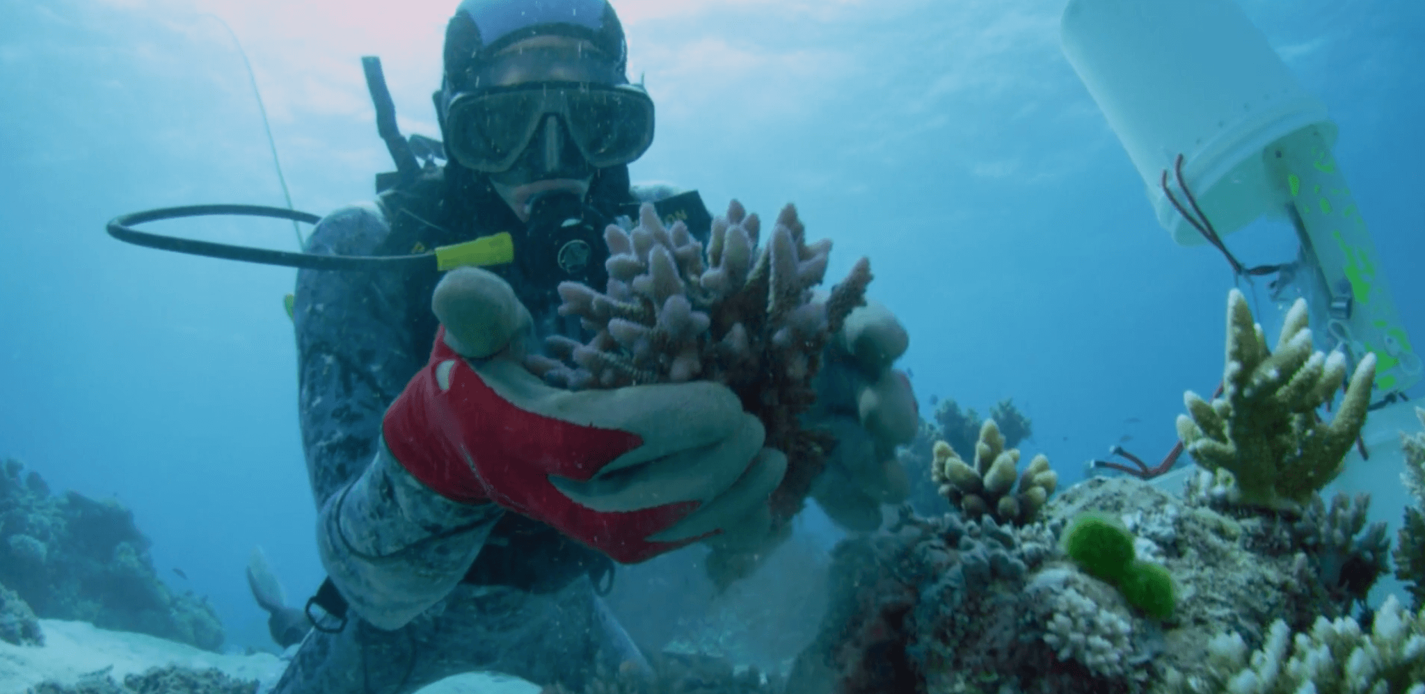 End coral harvesting on the Great Barrier Reef