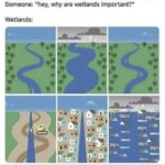 Wetlands as coastal protection