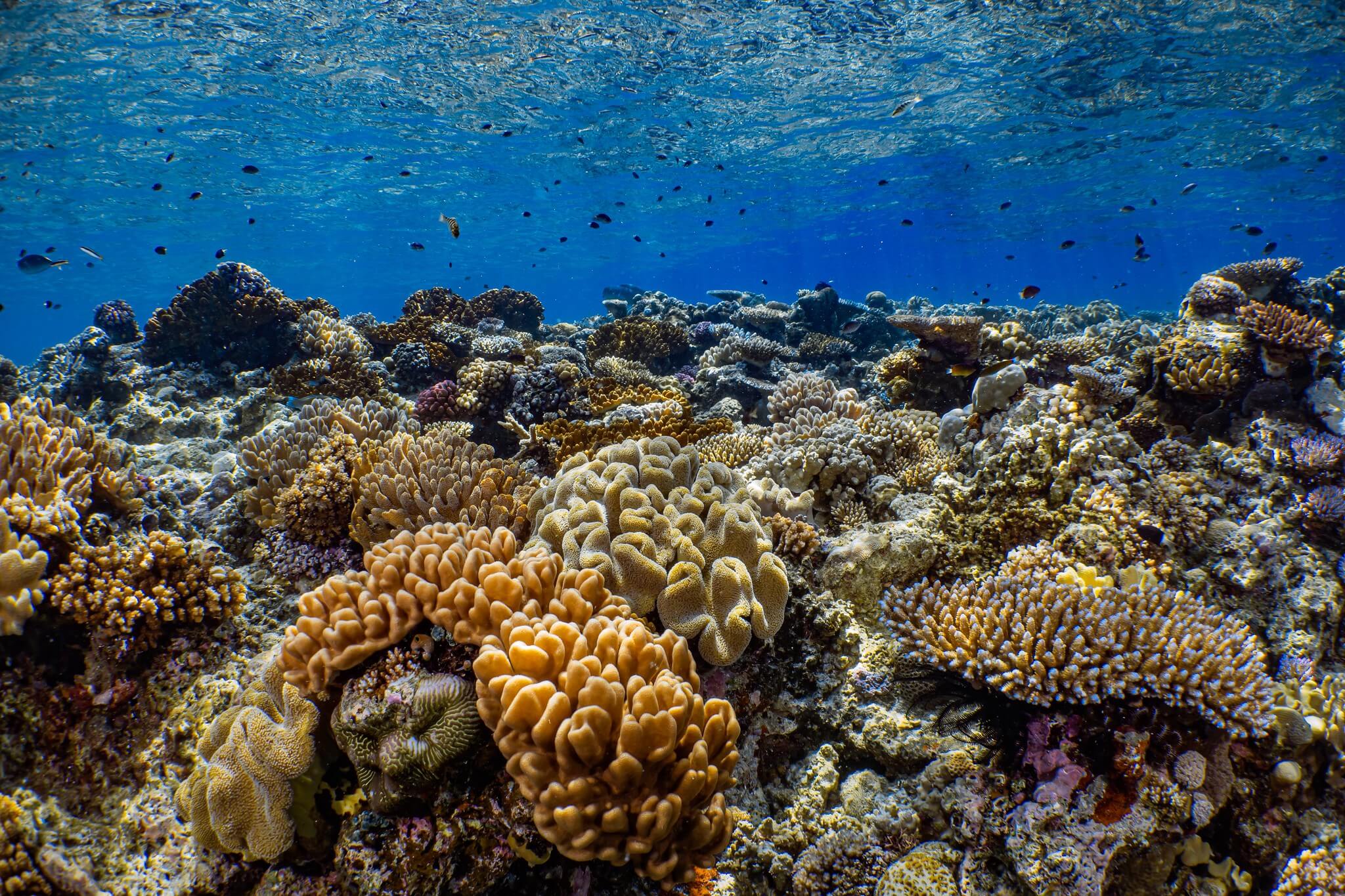 End coral harvesting on the Great Barrier Reef