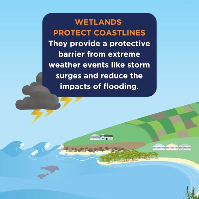 Wetlands as coastal protection