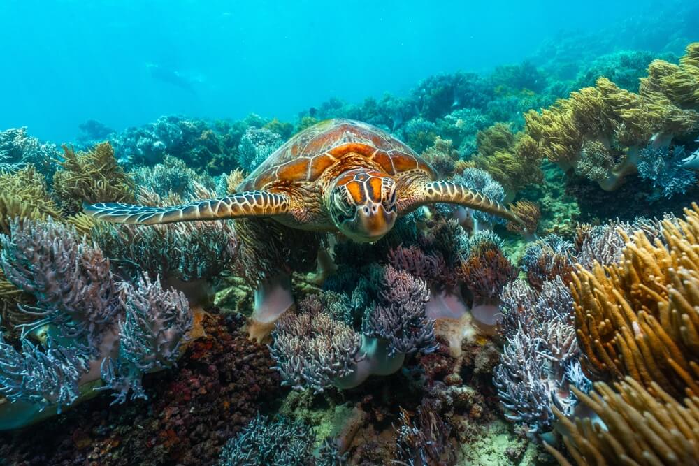 New global World Heritage review reveals Great Barrier Reef still on ...