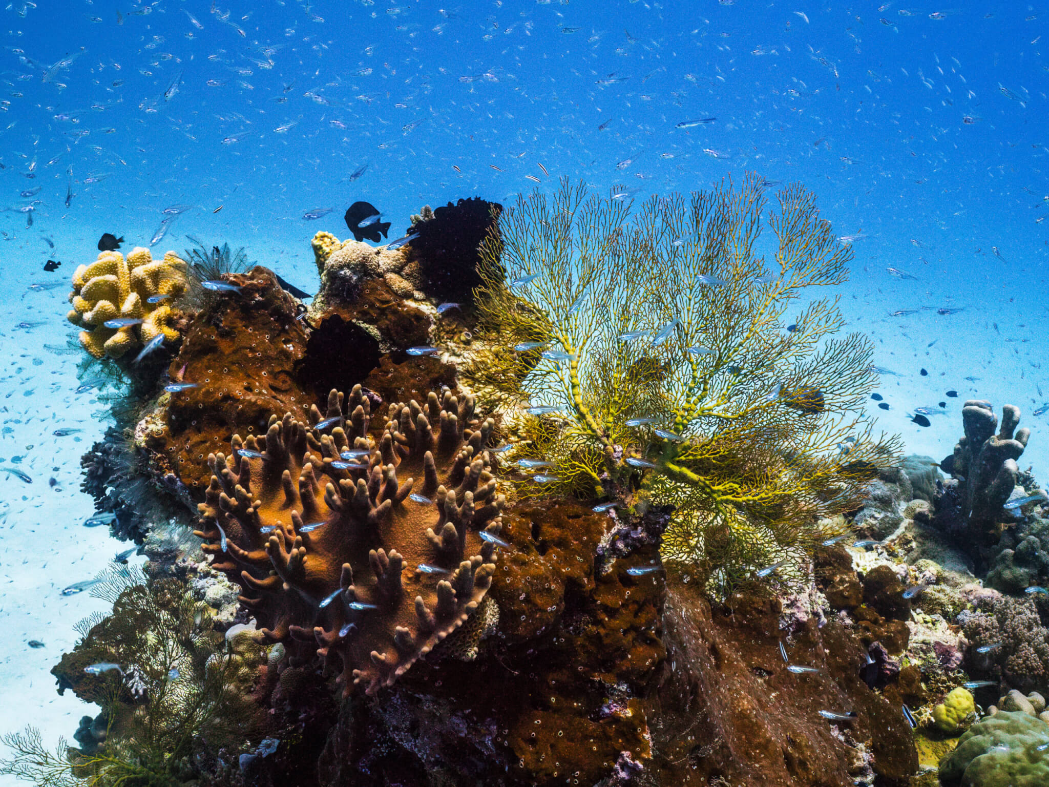 Save Scott Reef: Stop Woodside’s Browse gas drilling proposal ...