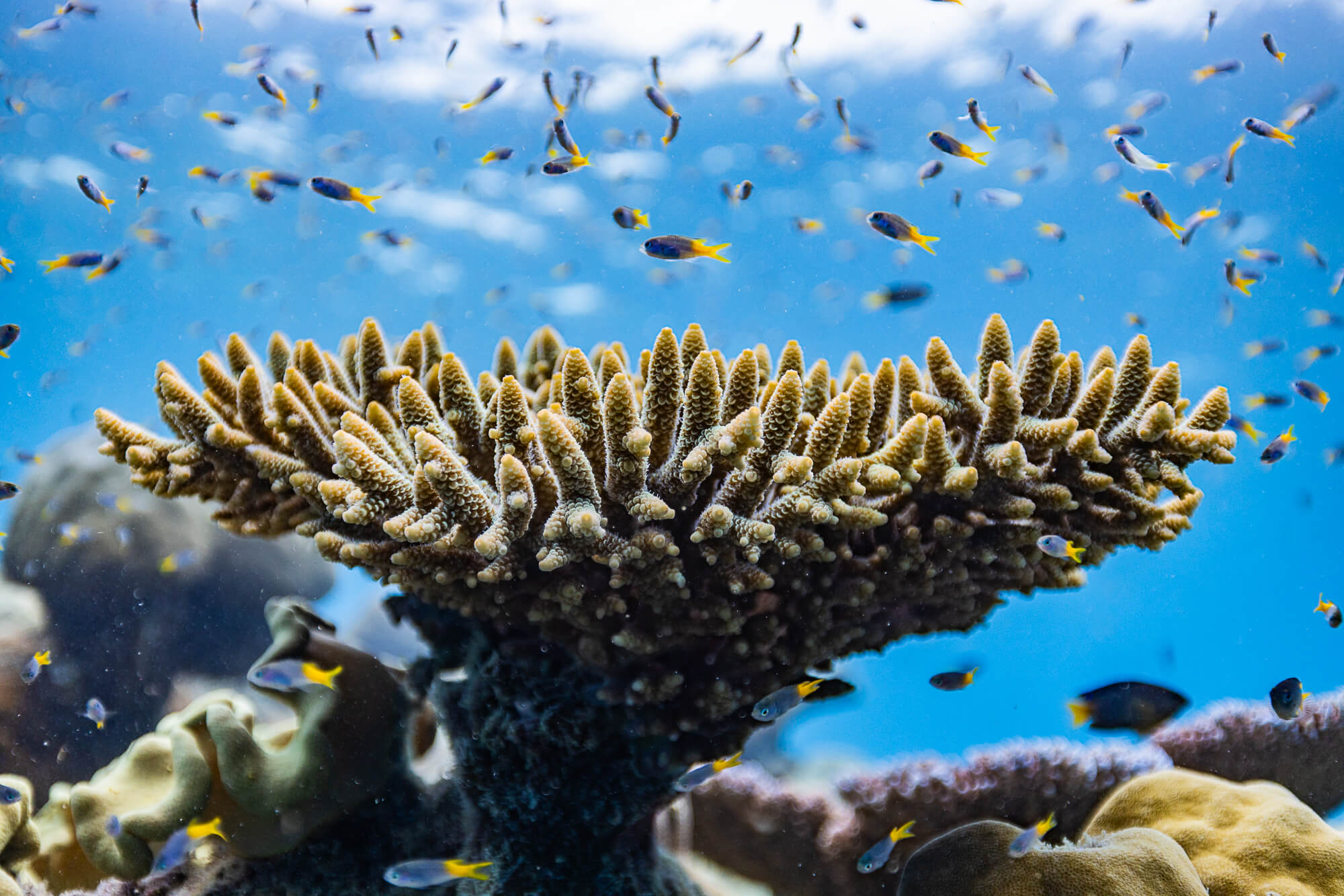 Ocean Lovers Festival 2026 | RETURN TO ELLISON REEF FILM PREMIERE