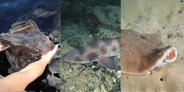Aussie Battlers - Our Threatened Endemic Sharks and Rays - Australian ...