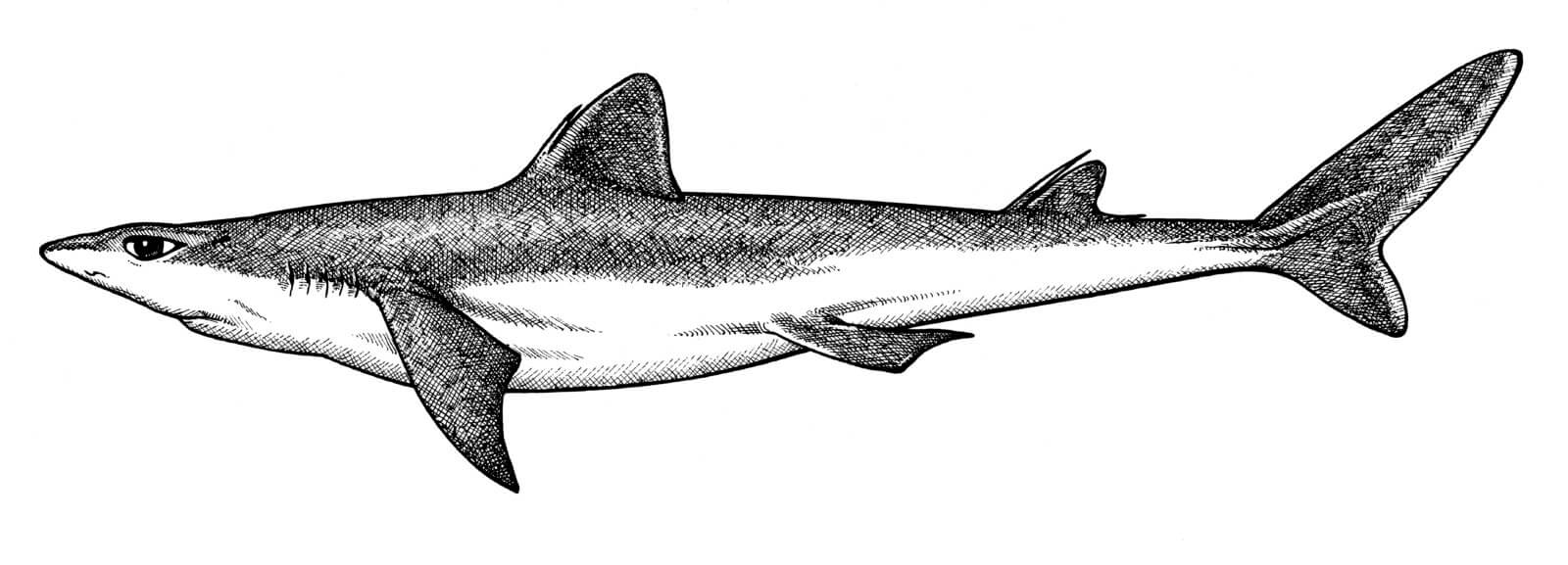 Aussie Battlers - Our Threatened Endemic Sharks and Rays - Australian ...