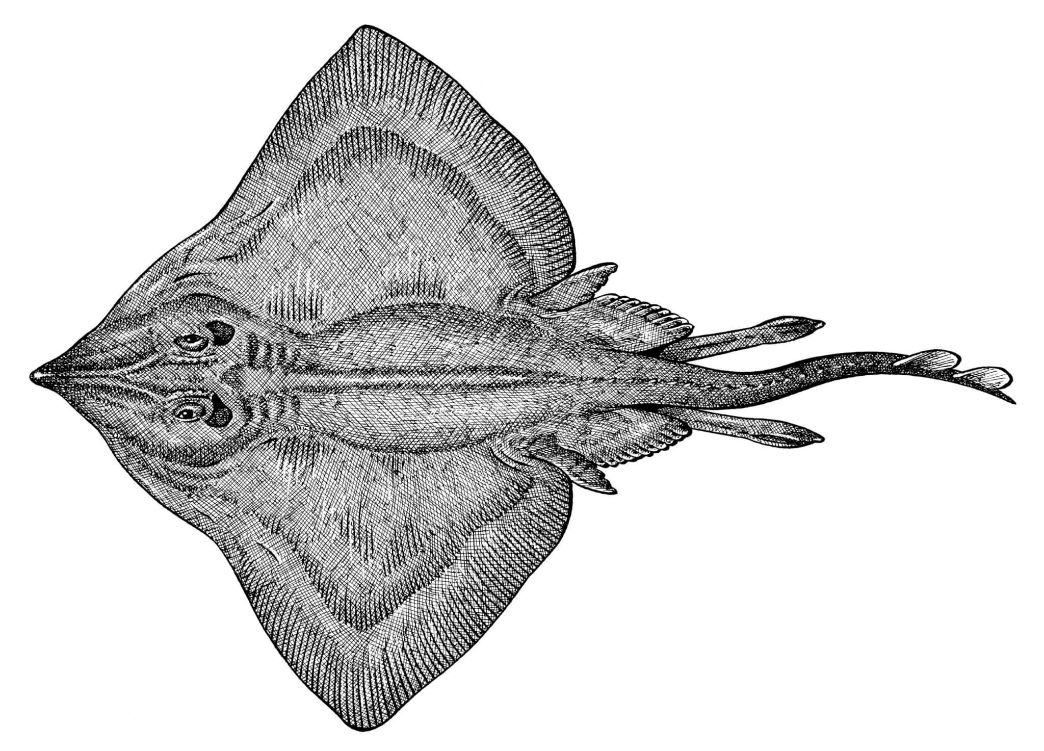 Aussie Battlers - Our Threatened Endemic Sharks and Rays - Australian ...