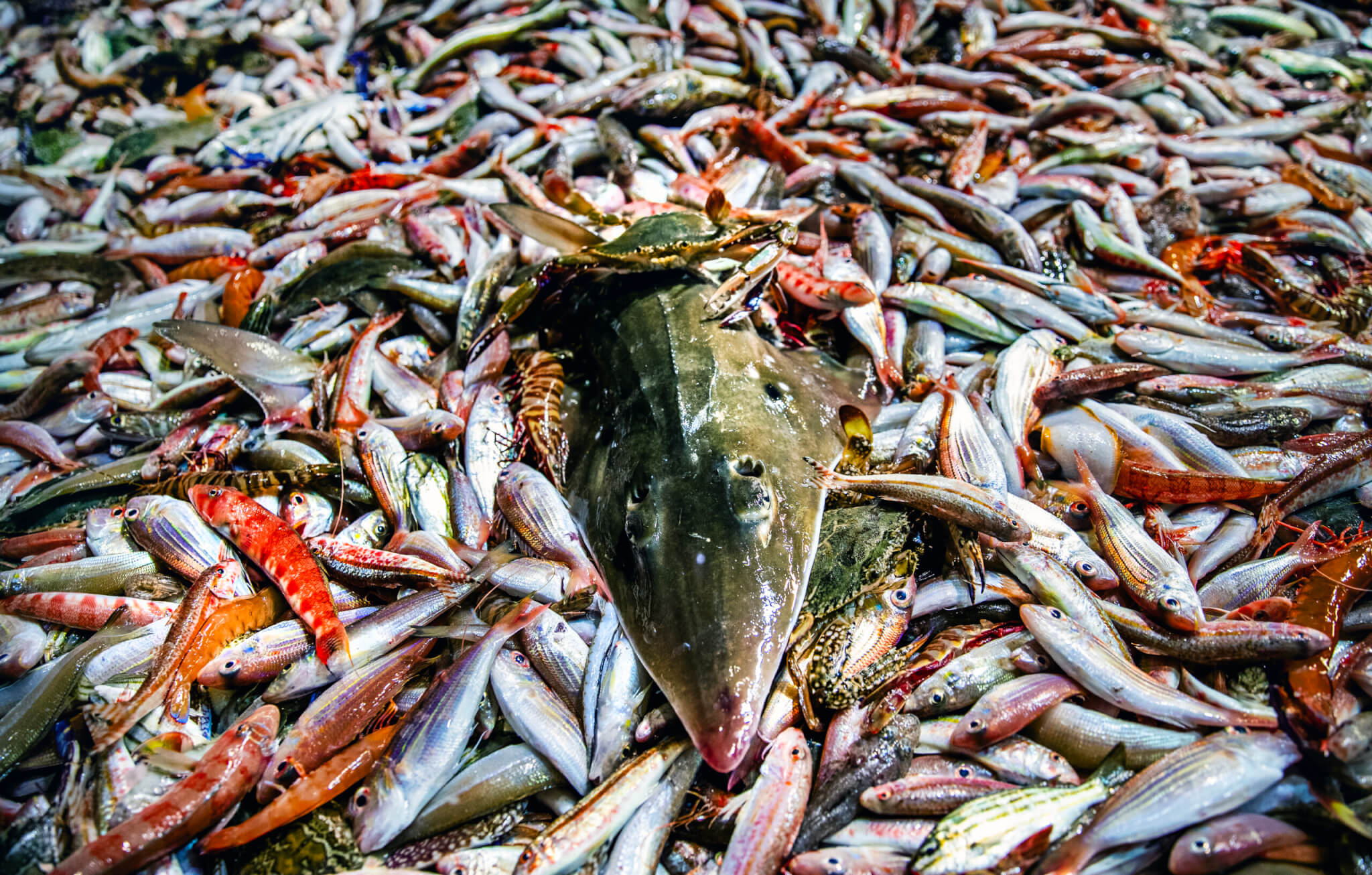 QLD trawl cameras a vital step forward, but Government plan falls short ...
